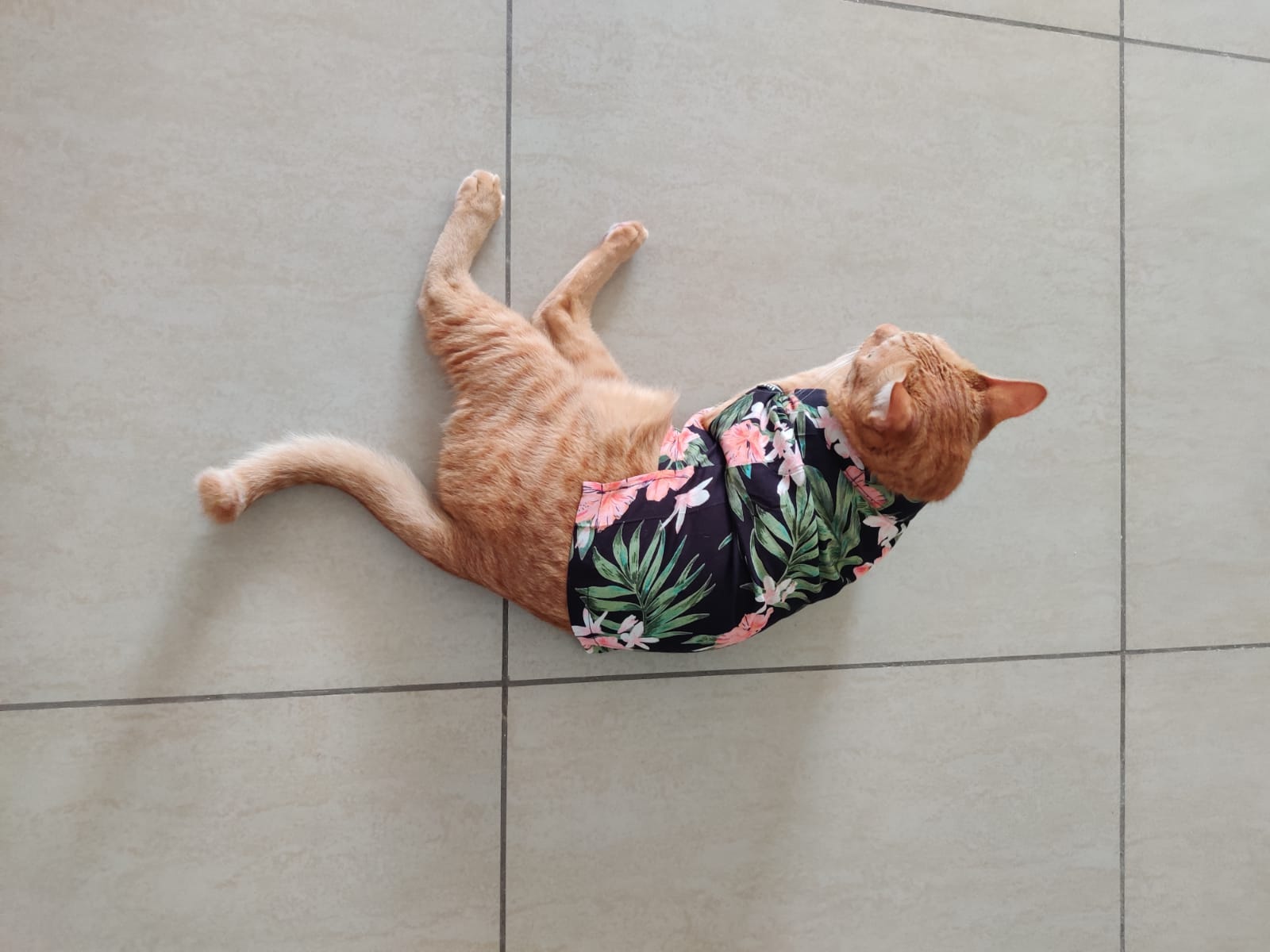 Party Wear Collection for Cats – Ruse